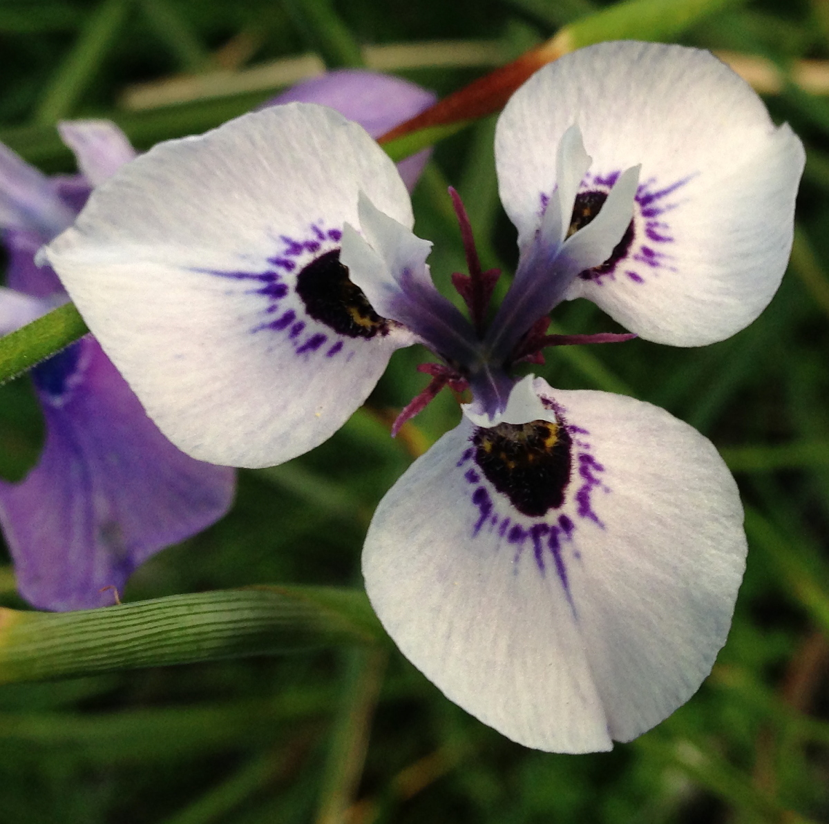 Growing Cool Plants: New Moraea Hybrids, 2017