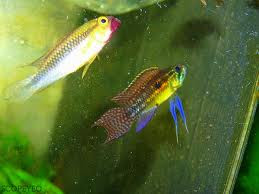 South America Cichlids-apistos | African Cichlids Fish
