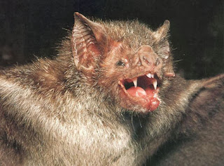The dailyextracts: The Blood Sucking Vampire Bat