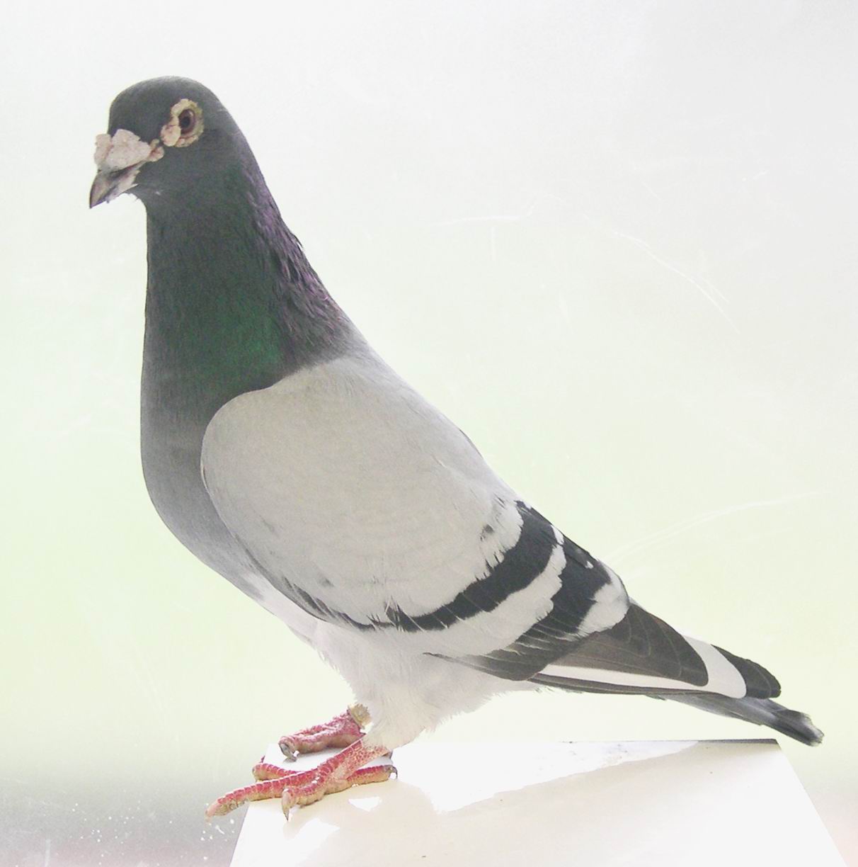 FASHION VALLEY: Racer Pigeon