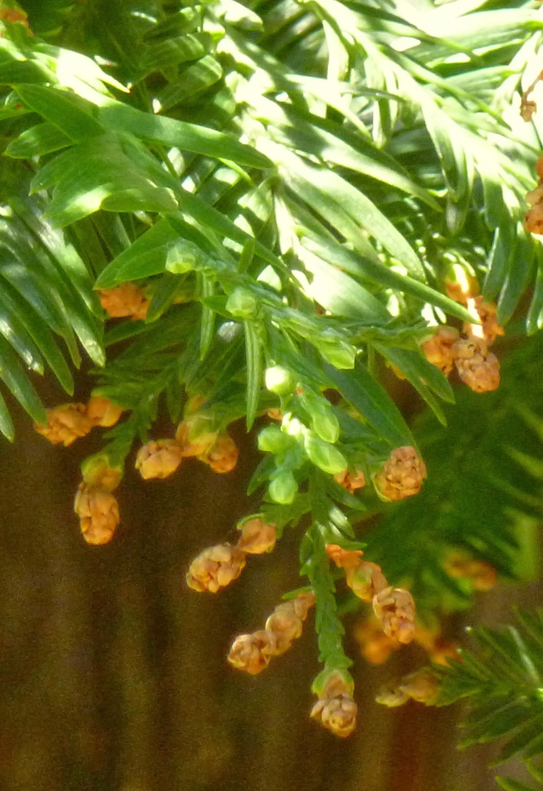 Árboles con alma: Sequoya roja. (Sequoia sempervirens)