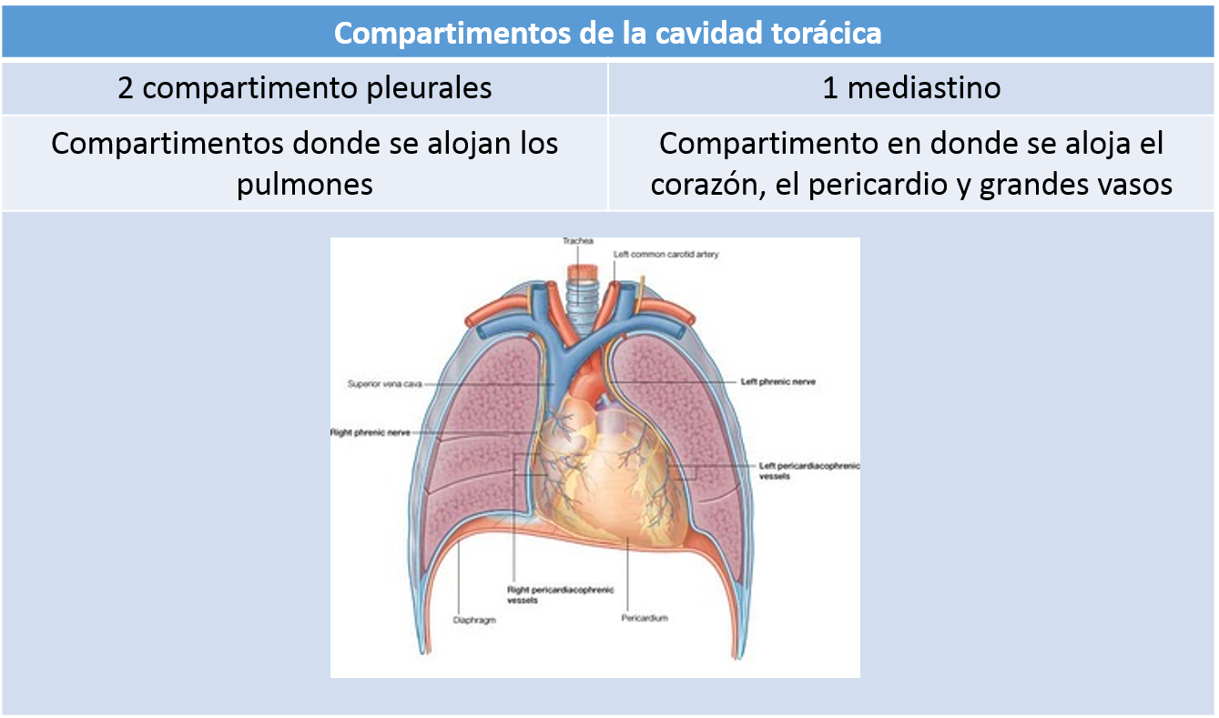 Morfofisiologia 1: TORAX