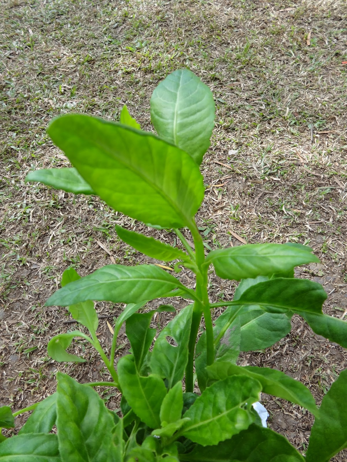 Herbs from Distant Lands: Gynura procumbens - Sabungai, Leaves of Gods ...