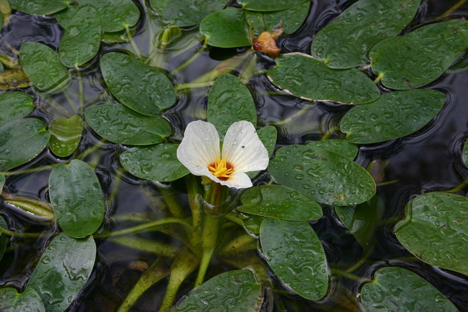 Toowoomba Plants: Water Poppy