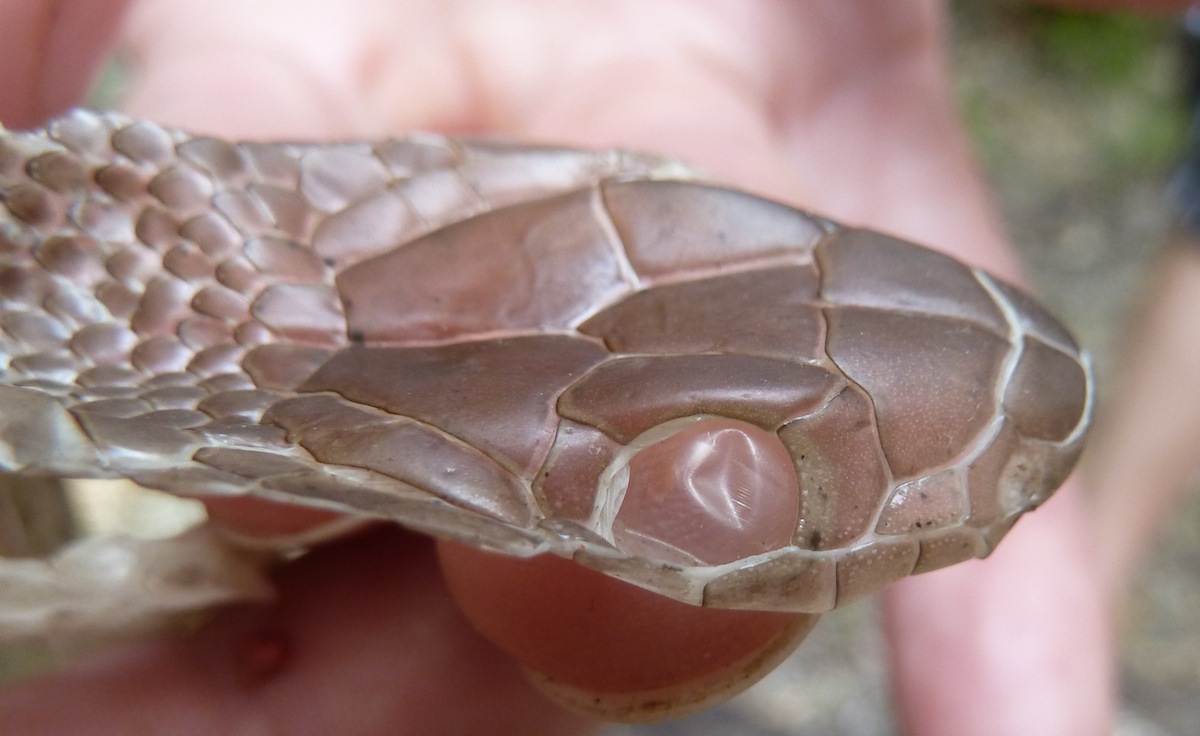 Springfield Plateau: Shedding Snakes