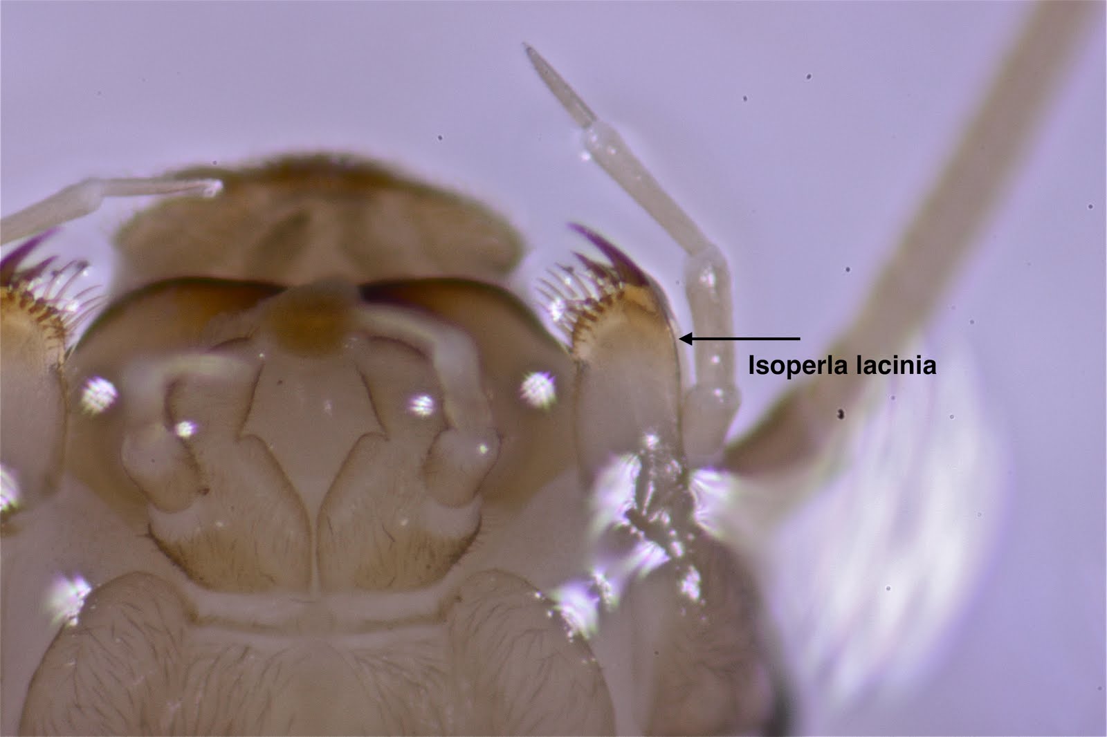 Aquatic Insects of Central Virginia: The Perlodid stonefly, genus ...