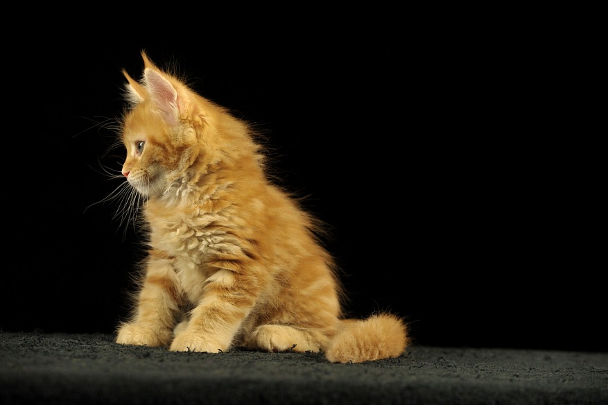 Ambient Cats: Свободные котята