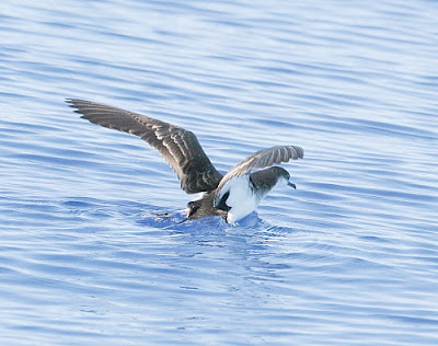 Birding Trips: Polynesian & Pitcairn Island Trip Report