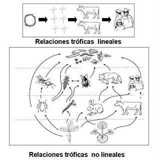 ¿Para qué futuro educamos?: Ecosistema: Pirámides, Cadenas y Redes Tróficas