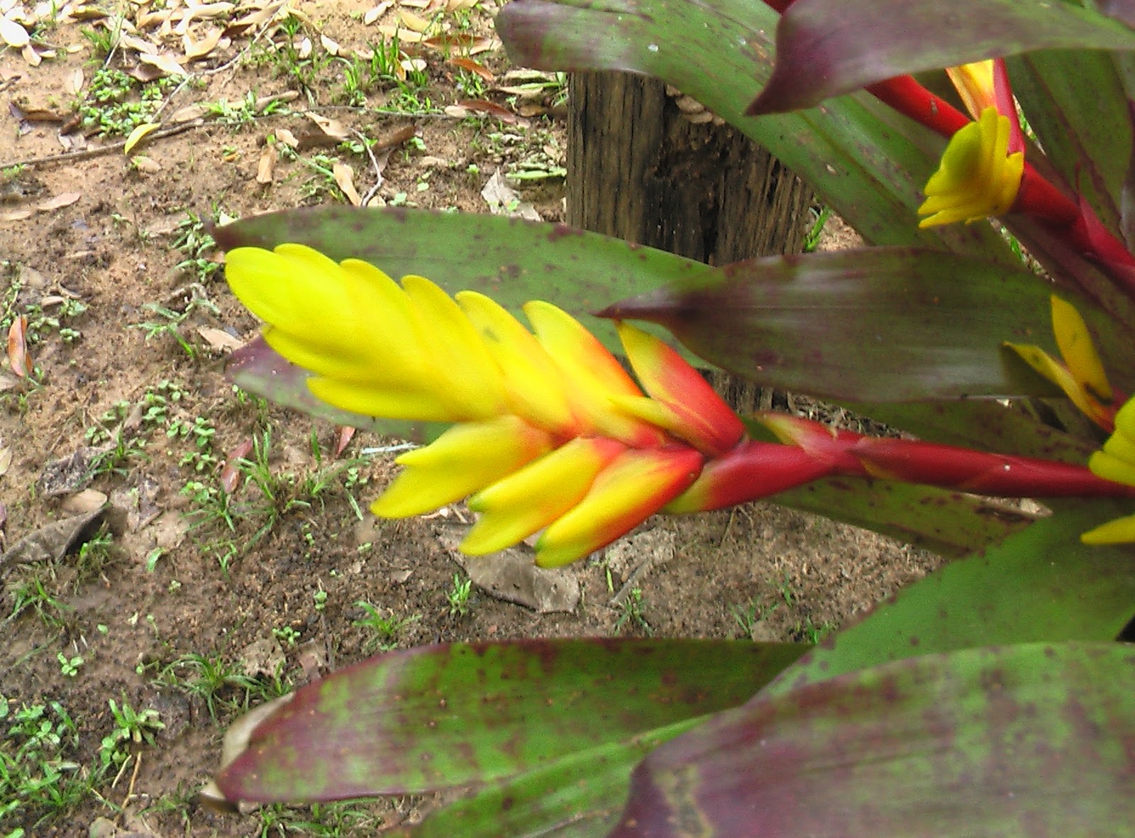 Amazonia Legal Brasileira: FLORES DA AMAZÔNIA