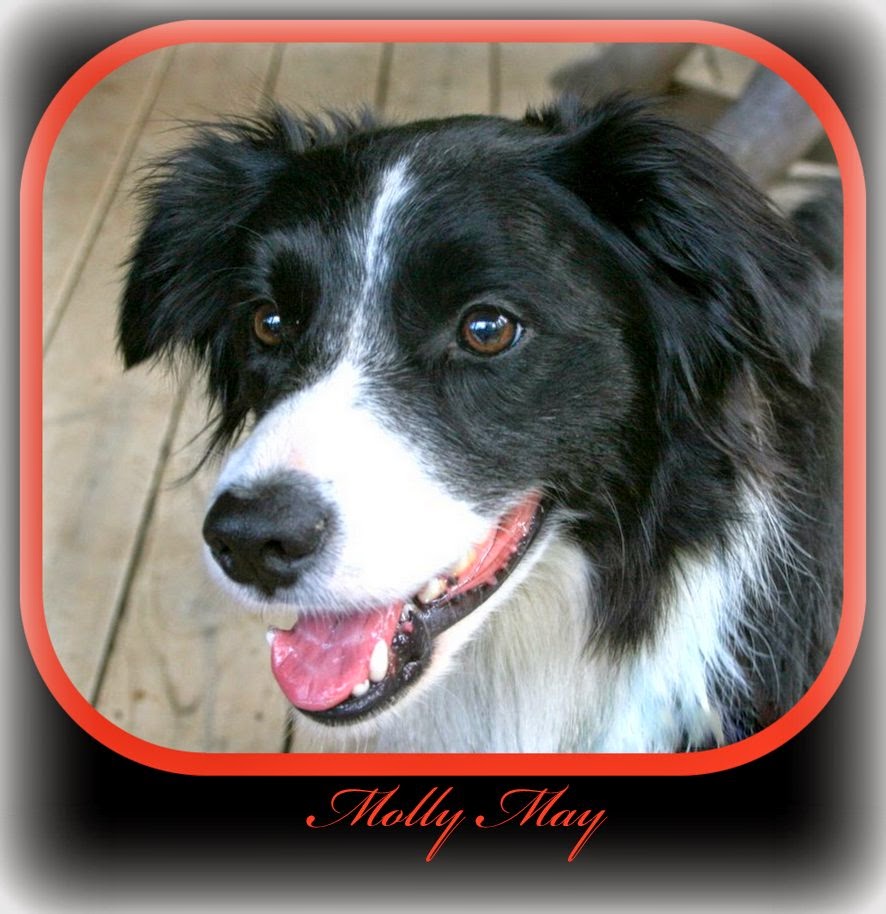 Shuck's Border Collies