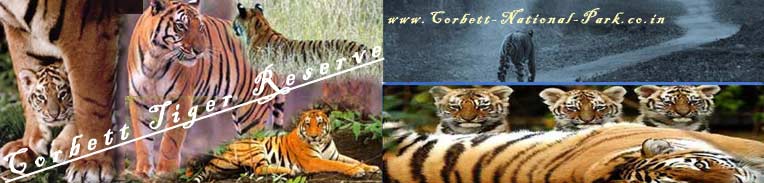 Corbett National Park: Jim Corbett National Park - Corbett Tiger Reserve