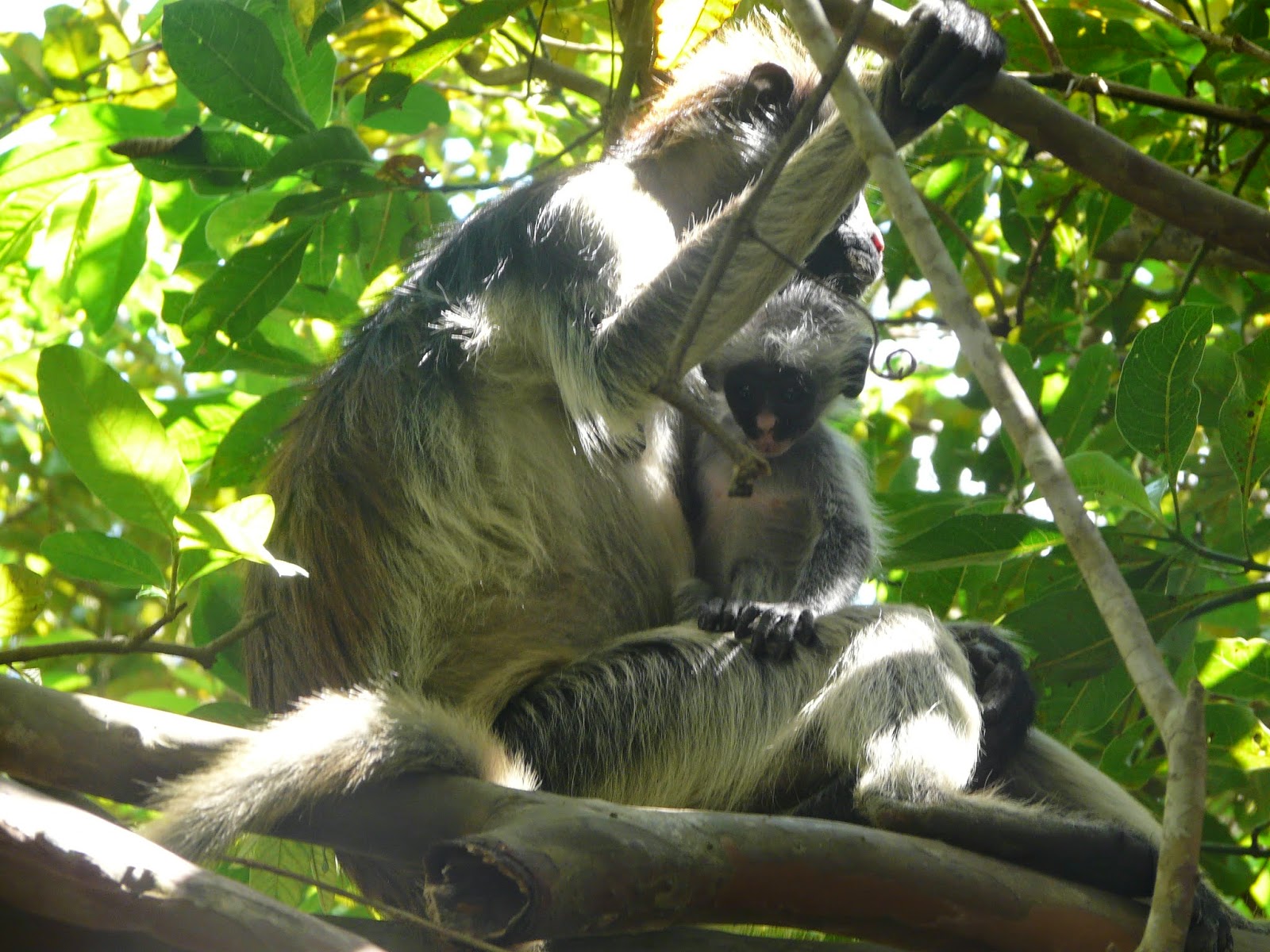Olive And Pru: Colobus Monkeys