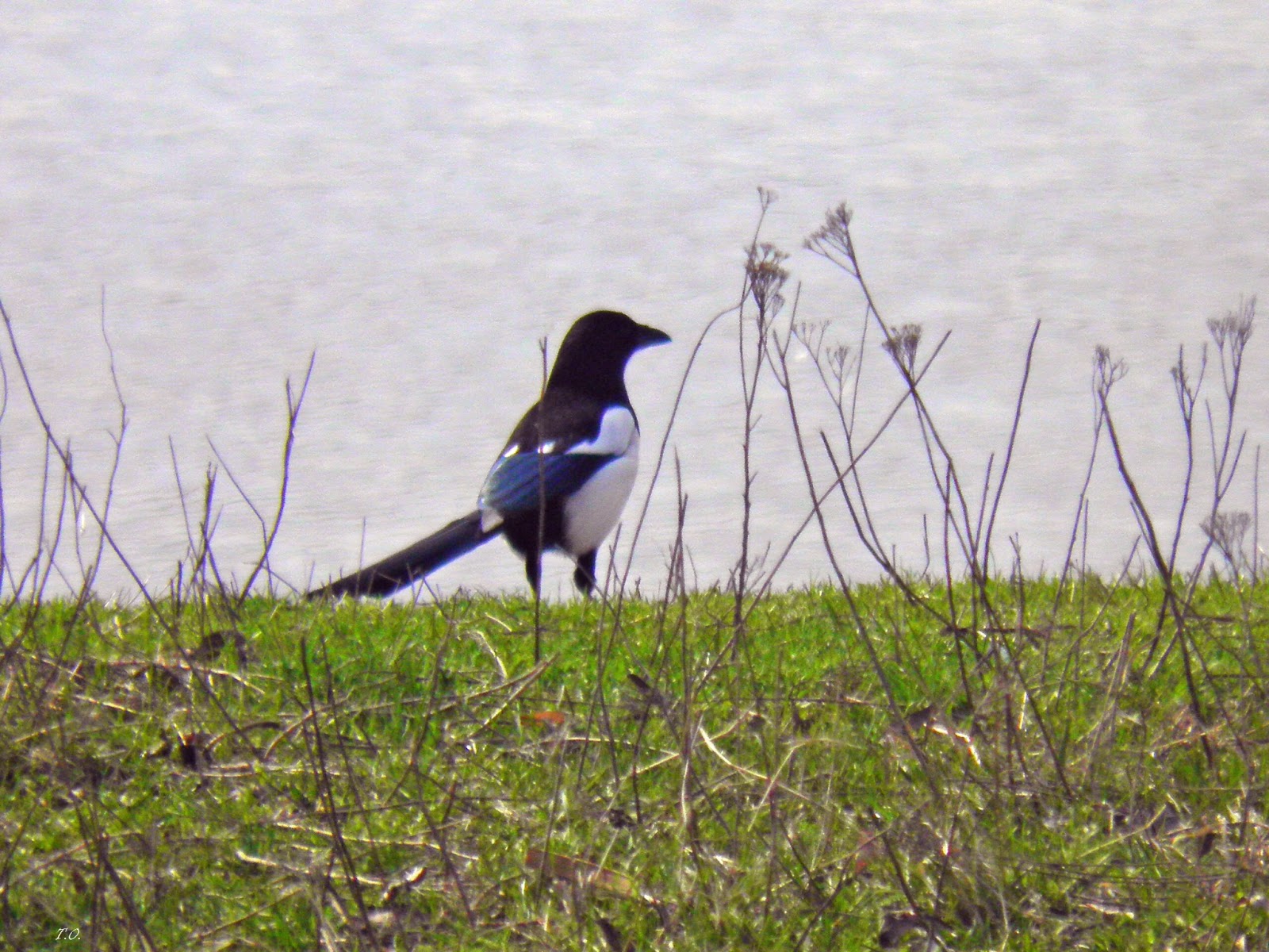PASARI DIN ROMANIA: COTOFANA, Pica pica