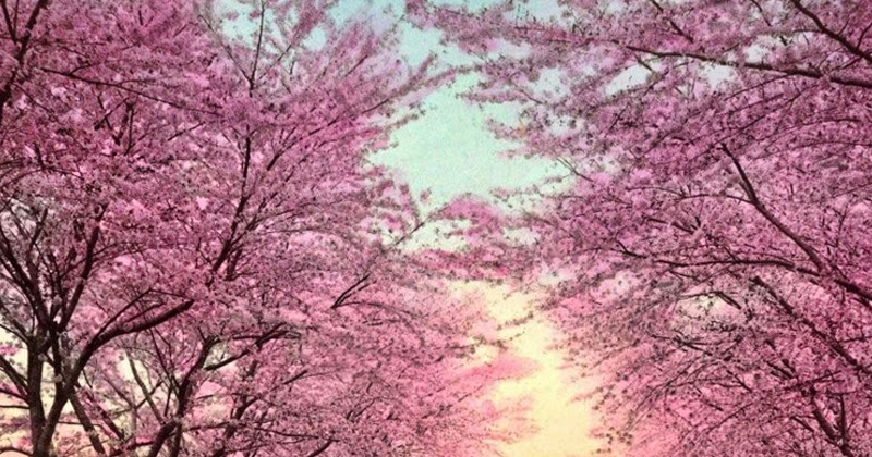 MUSIM BUNGA KOREA SUDAH BERMULA