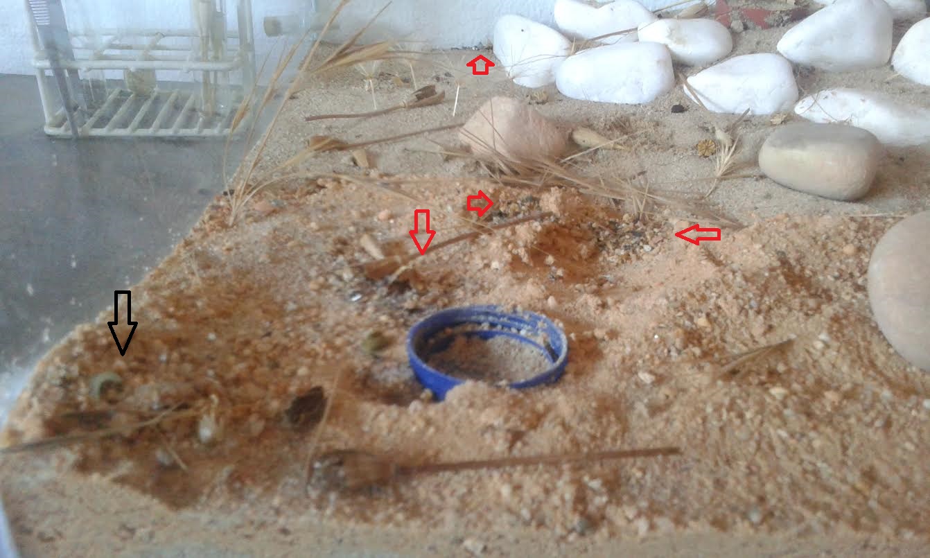 Formigas and ants: Dia de despejar o "lixo" - Garbage day