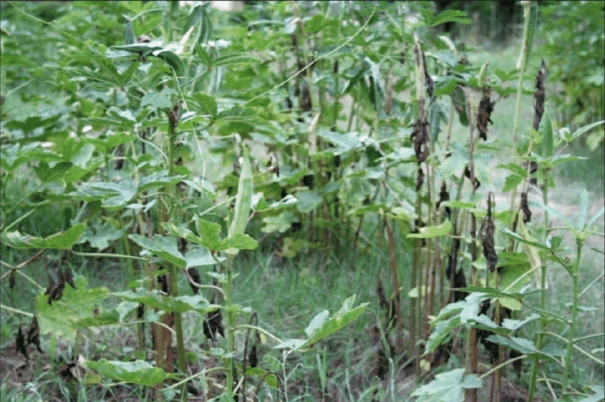 Kilimo cha Bamia - Sehemu ya Tano (Growing Okra - Part Five)