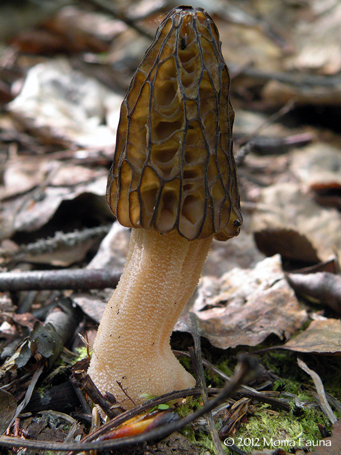 Pray to the Moon: Mycophilia: The (Wild) Hunt 2012.