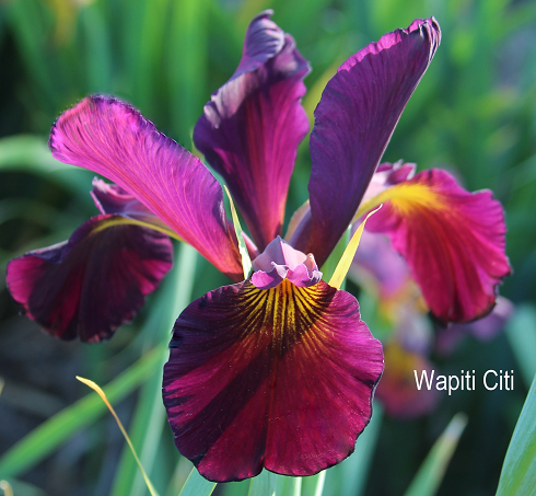 World of Irises: "Talking Irises" SPURIA IRISES WITH BRAD KASPEREK-- MY ...