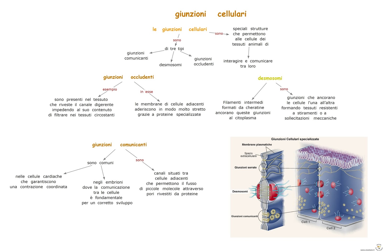 Paradiso delle mappe: Giunzioni cellulari