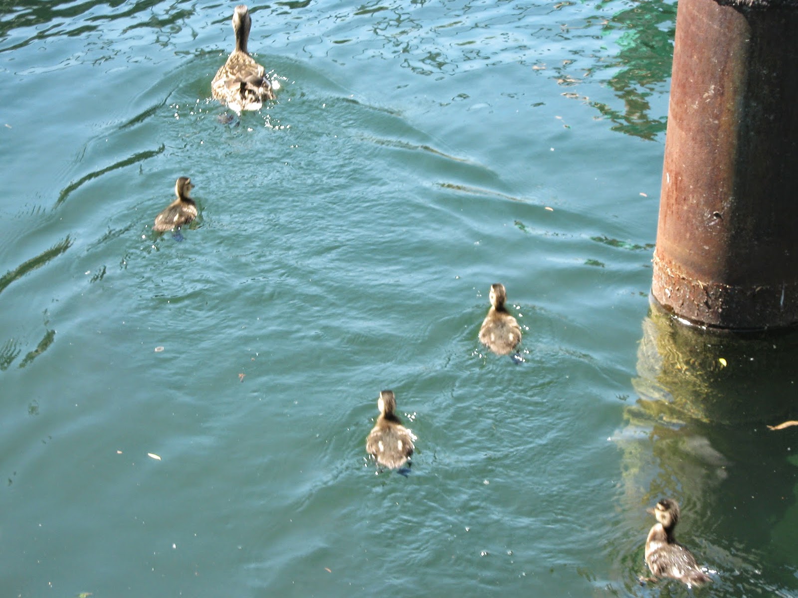 Today's Little Ditty: Limerick Alley: Irene Latham