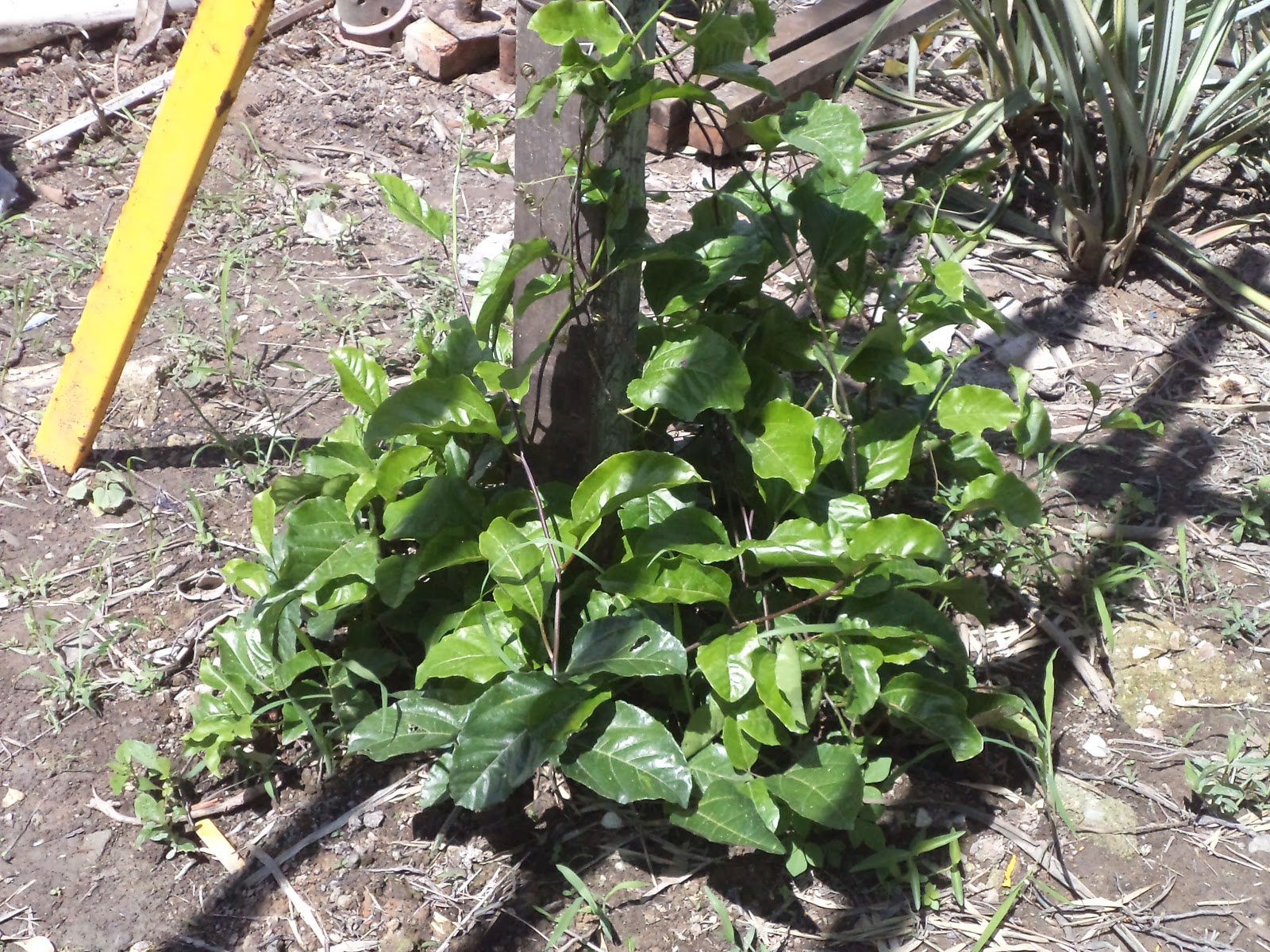 anaklaut: TANAMAN MARKISA DI HALAMAN RUMAH ( Siri 1 )