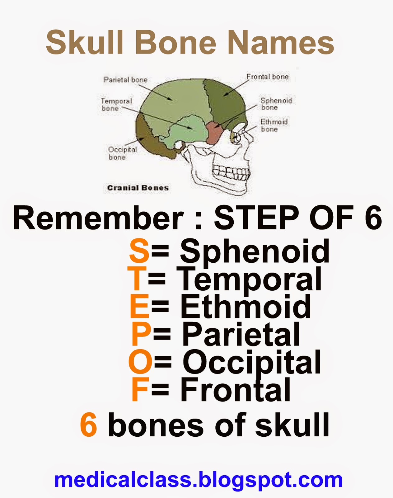 Mnemonics -Head & Neck ~ Medical Class Lectures