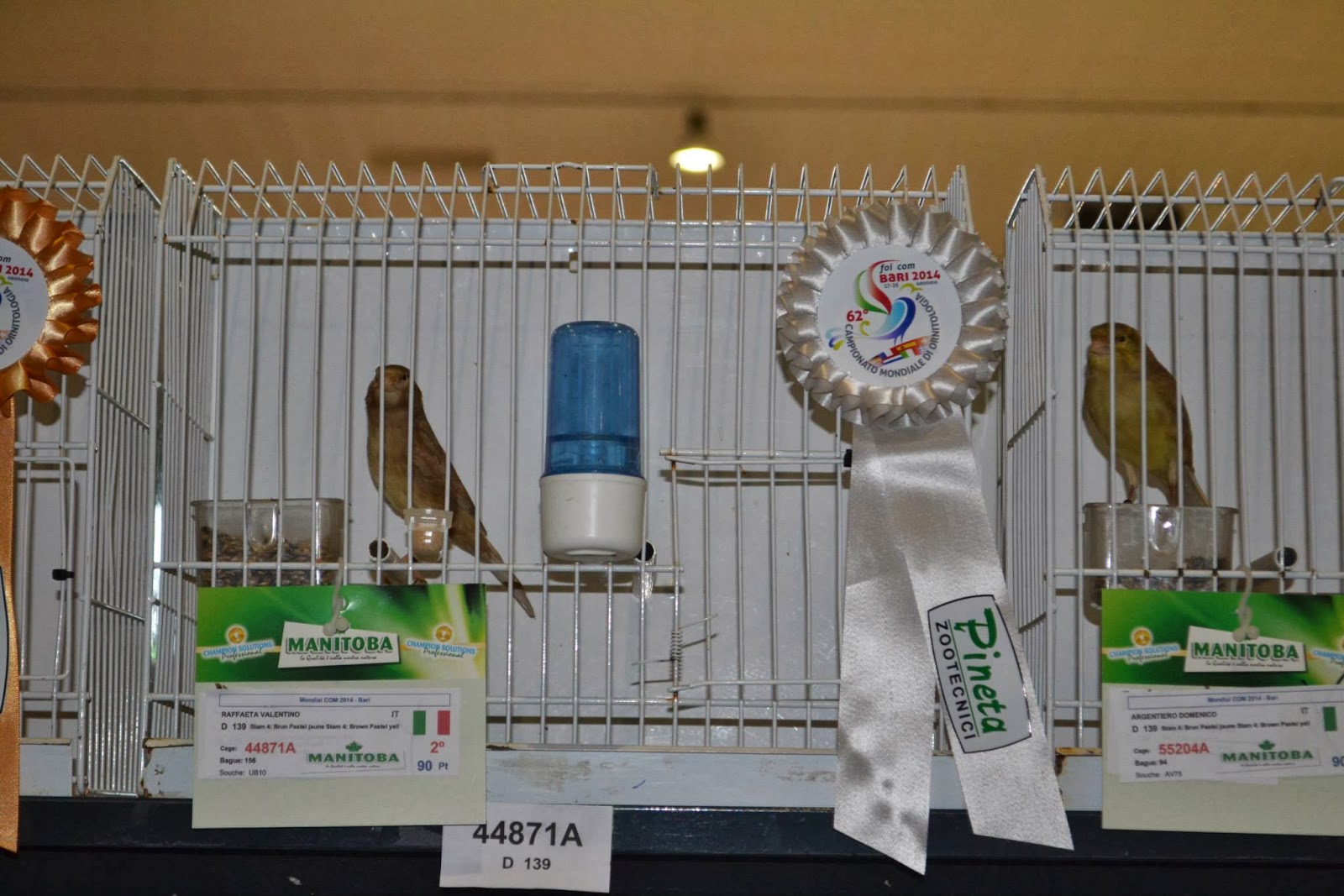 IL BRUNO PASTELLO "Allevamento Sportivo Canarini di Colore": MOSTRE 2013