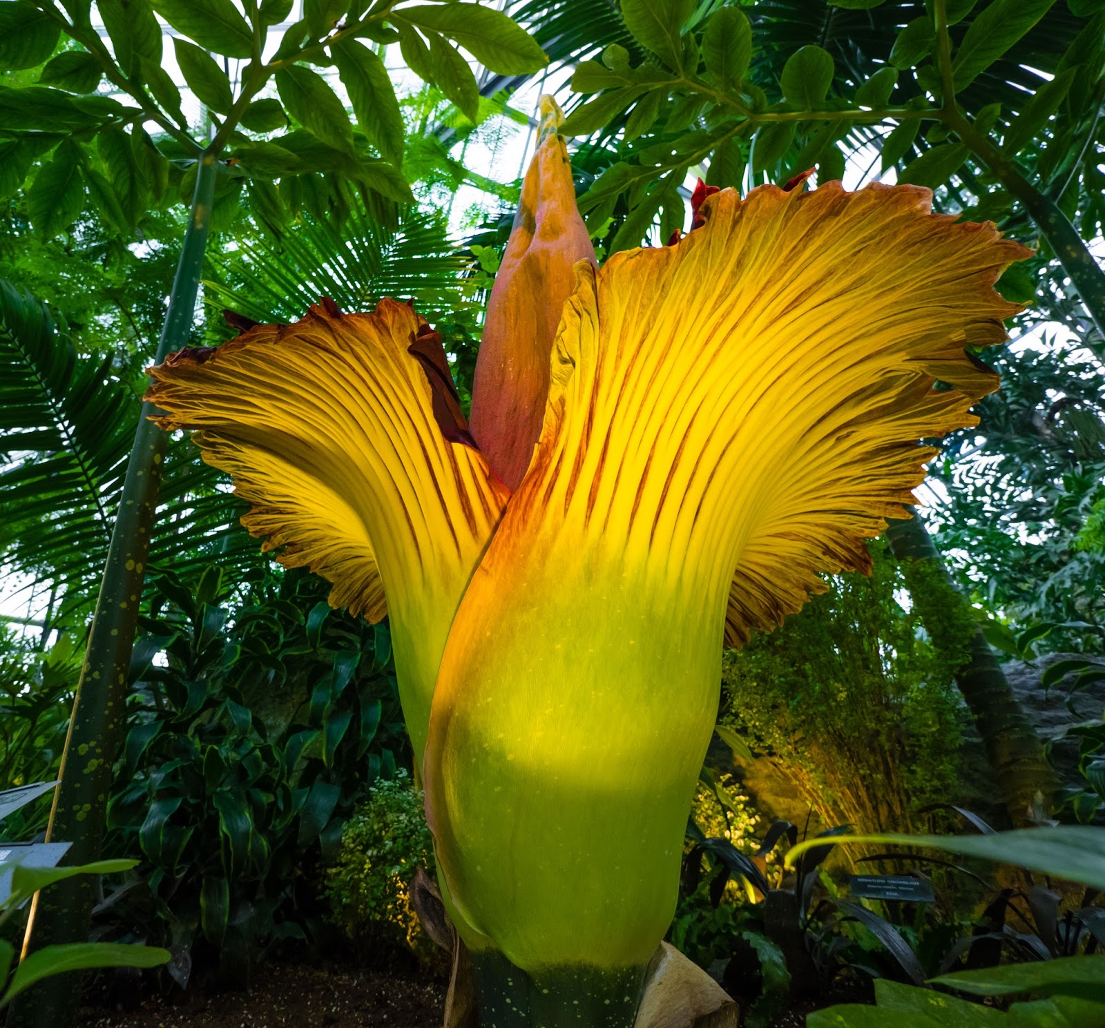 Name A Tree Largest Flower Is It One Weighing 24 Pounds Or One With name-a-tree-largest-flower-is-it-one-weighing-24-pounds-or-one-with