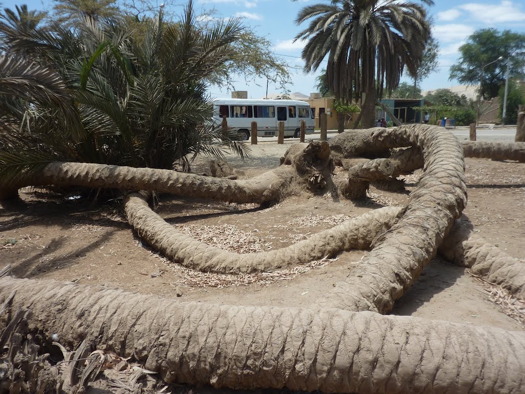 The Oasis of Huacachina | Gringo Peru