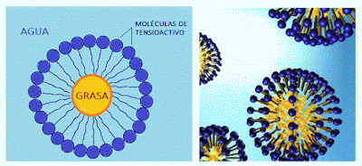 Microbiología UMH: Aplicación de la proteína PhaR reguladora de la ...