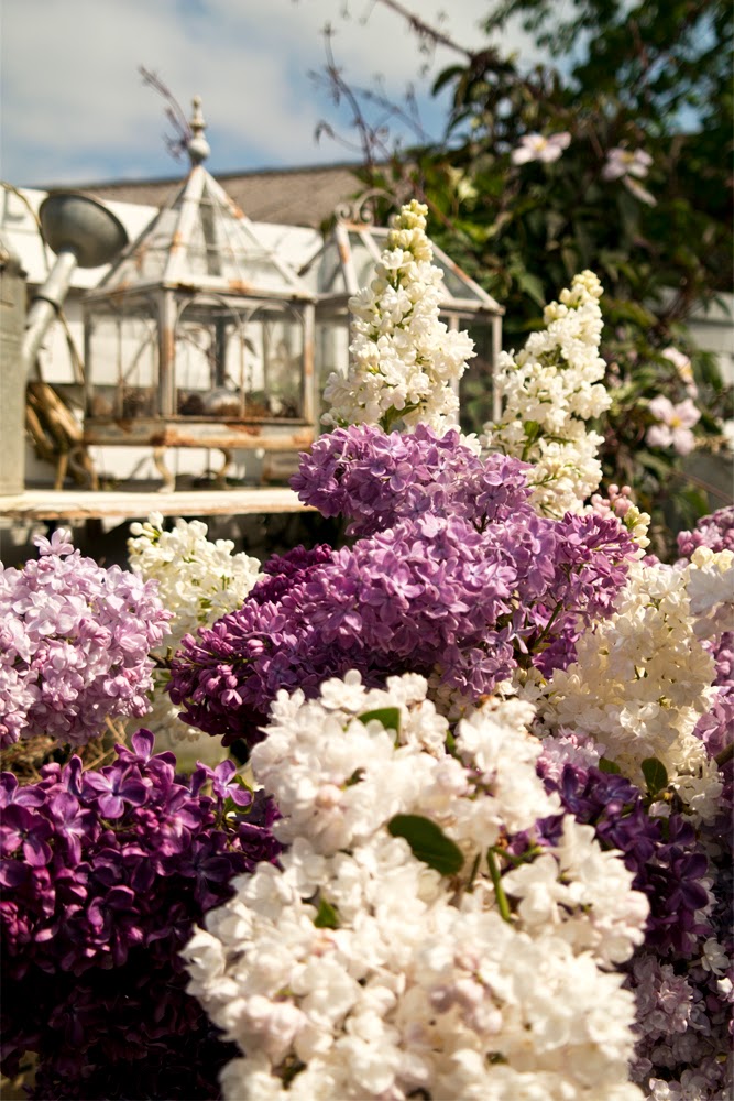 My loving home and garden: VILD med syrener
