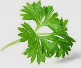 MANFAAT DAUN PETERSELI UNTUK KESEHATAN - TIPS MANFAAT HERBAL DAN TIPS ...
