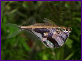 Affiliblog 2: Everything Fish ~ Fishes ~ Fishing ~ The Marble Hatchet ...