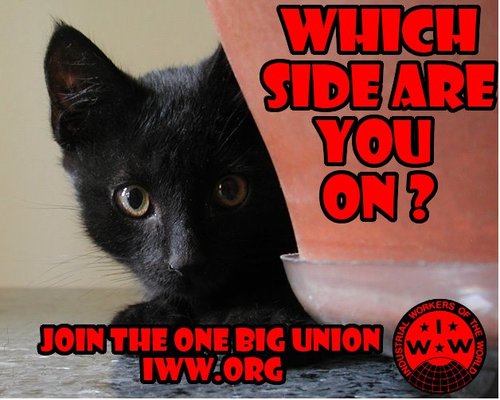 The Streetlamp Doesn't Cast Her Shadow Anymore: Cats for Chaos! An ...