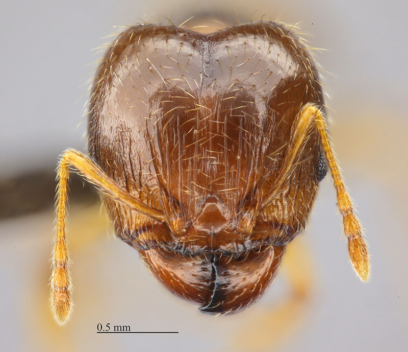 The Pheidole megacephala Compendium: How to identify Pheidole megacephala