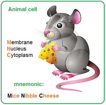 #14: Cell structure | Biology Notes for IGCSE 2014 & 2024