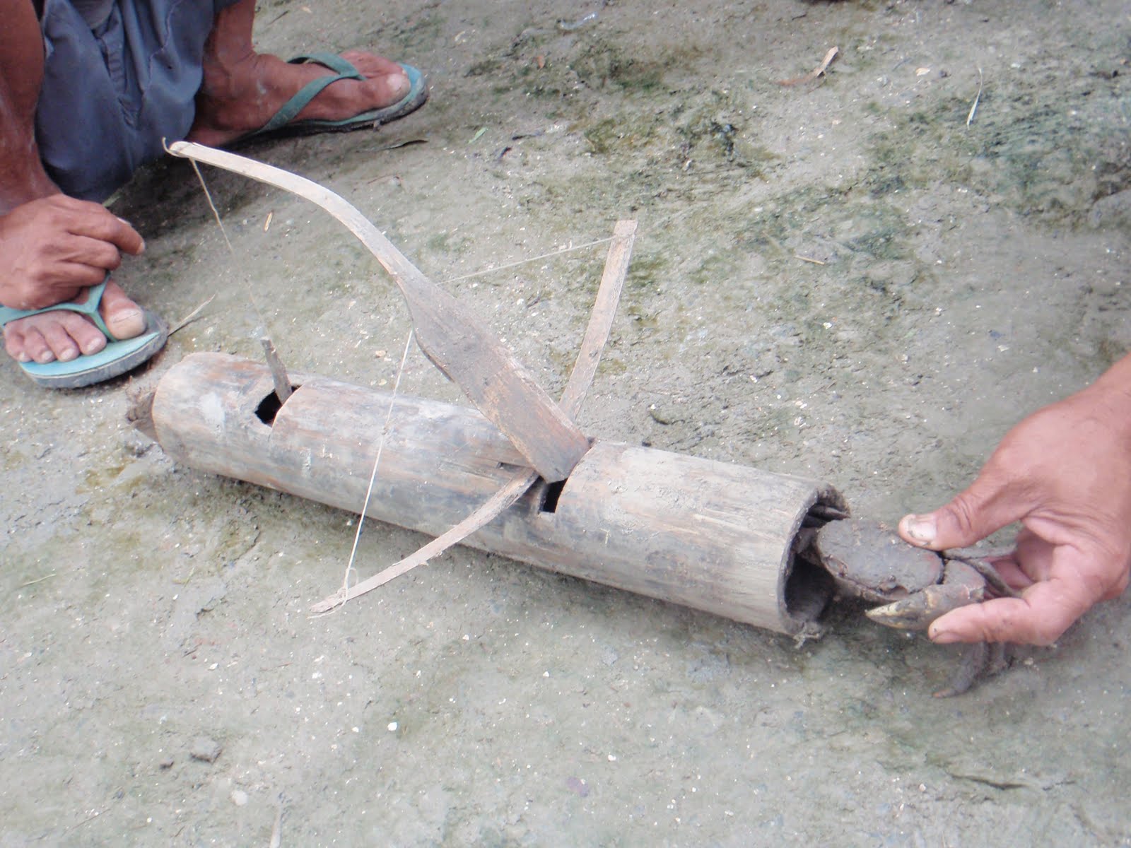 adventures in sustainability: How to catch a mangrove mudcrab / kagang ...