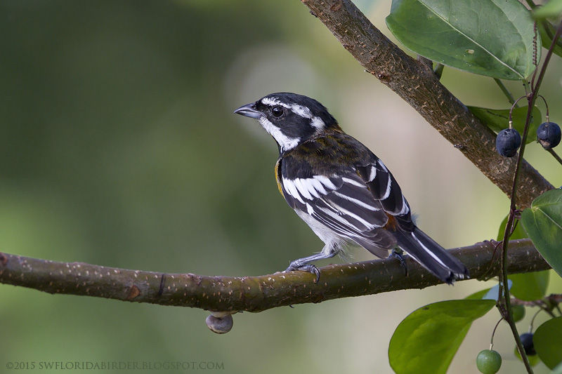 SWFloridabirder: Western Spindalis At Markham Park