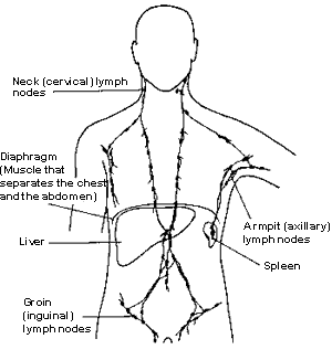 Cancer Symptoms: Lymph Nodes Symptoms Cancer