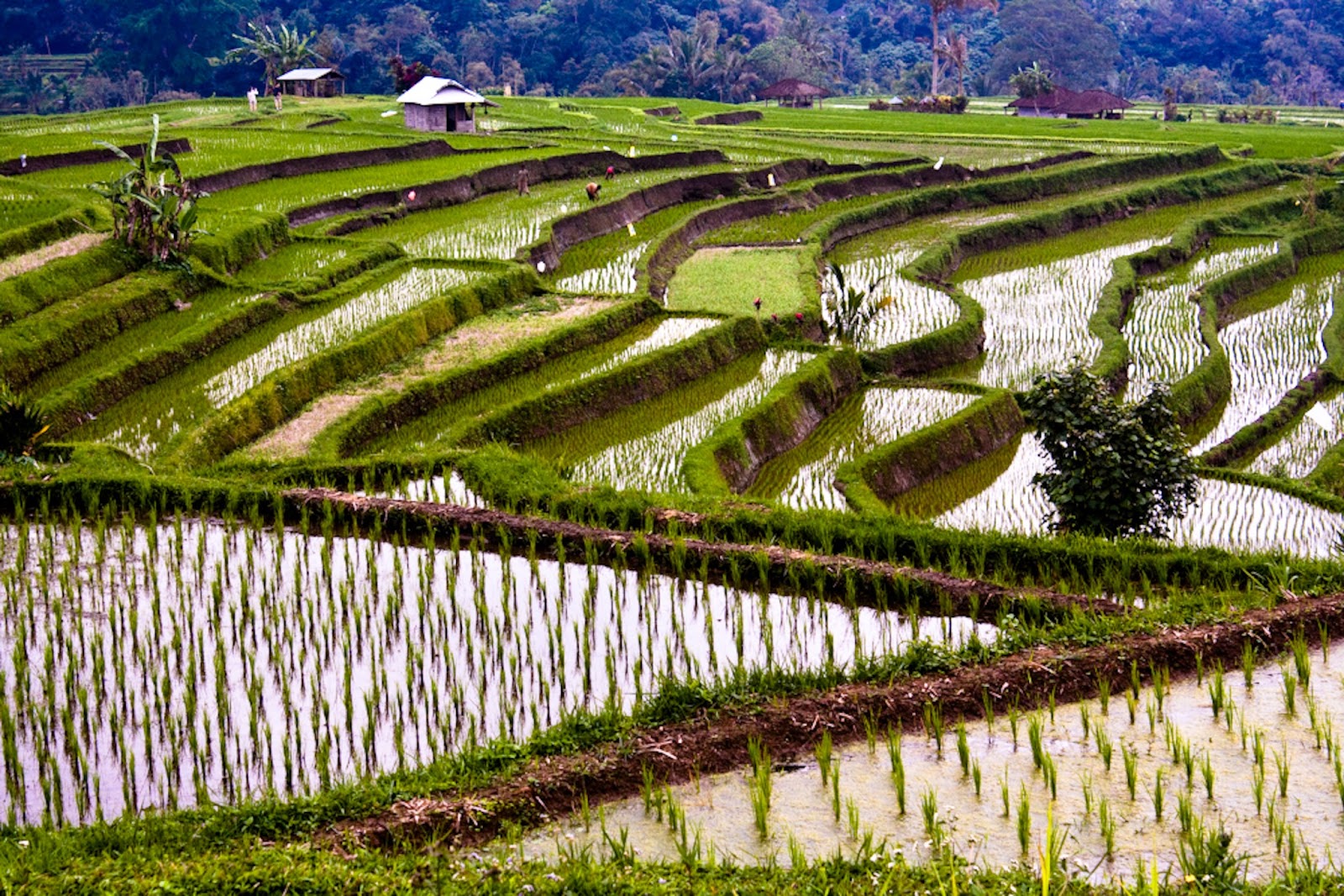 marcoEmimma consulentiViaggio: BALI - Jatiluwih, le risaie a terrazza ...