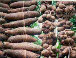 PO9 FARM PRACTICES: YAM CULTIVATION