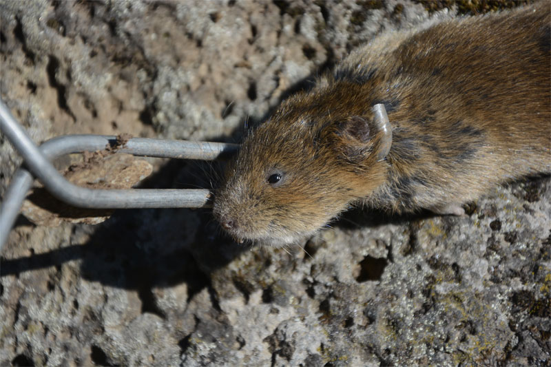 Les oiseaux du 27: Le Rat taupier, Arvicola amphibius