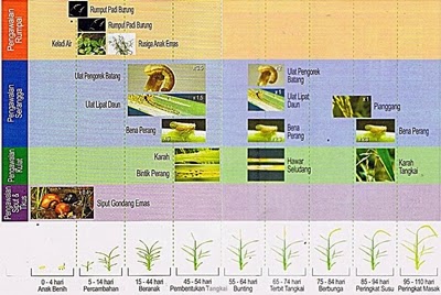 Perkongsian Info Padi