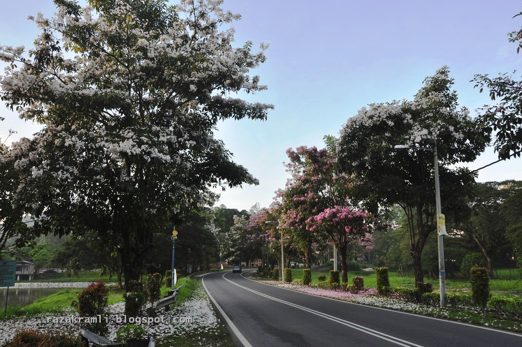 Fotografi merakam sejarah: Pokok Bunga Bongor sedang berbunga.