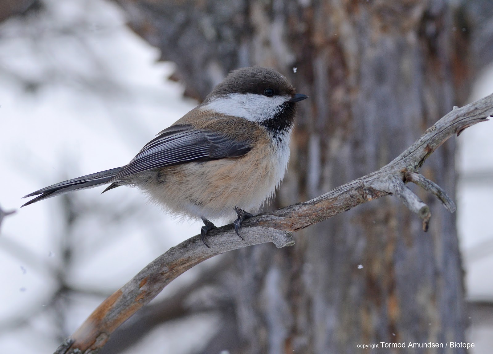 biotope: Taiga birding - the Gullfest 2013 prologue in Pasvik