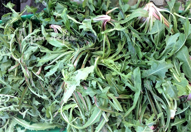 Egenin ot yemekleri 1 - Radika salatası