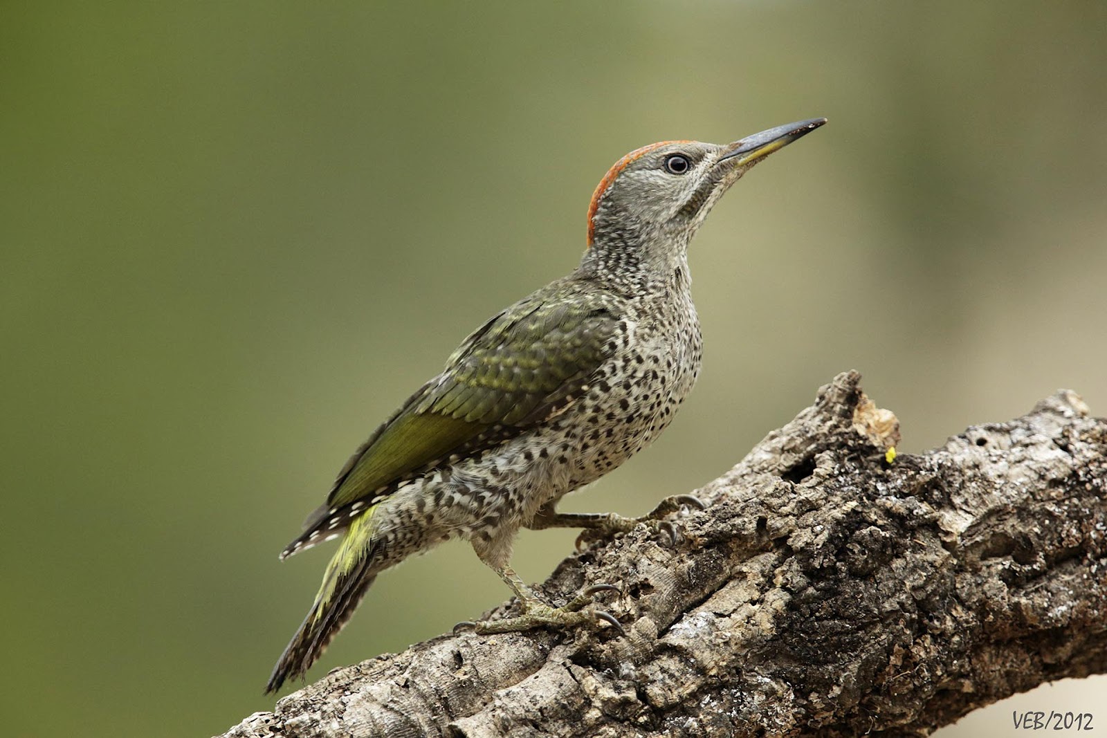 COLORS NATURALS: PITOS REALES