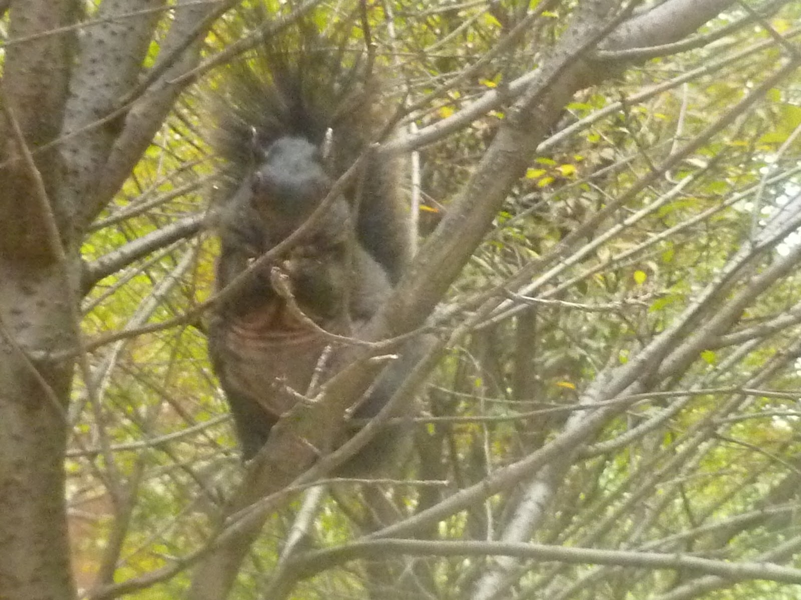 The New York Squirrel: Saying Goodbye