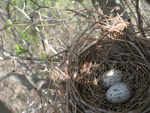 Bird In Everything Cardinal Bird Eggs bird-in-everything-cardinal-bird-eggs